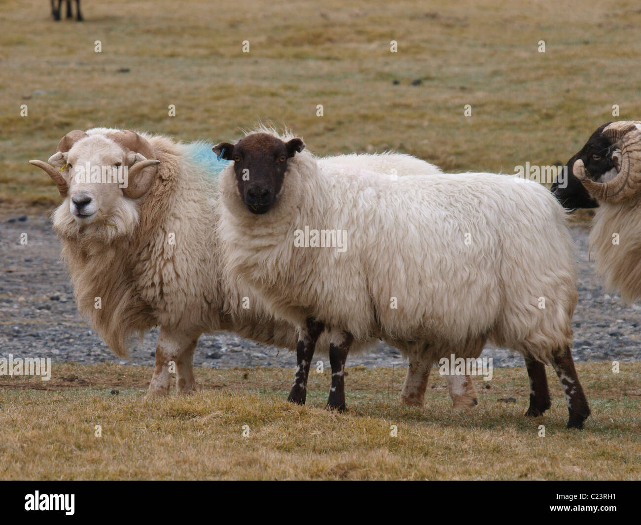 Moorland horned sheep, Bodmin Moor, Cornwall, UK Stock Photo - Alamy