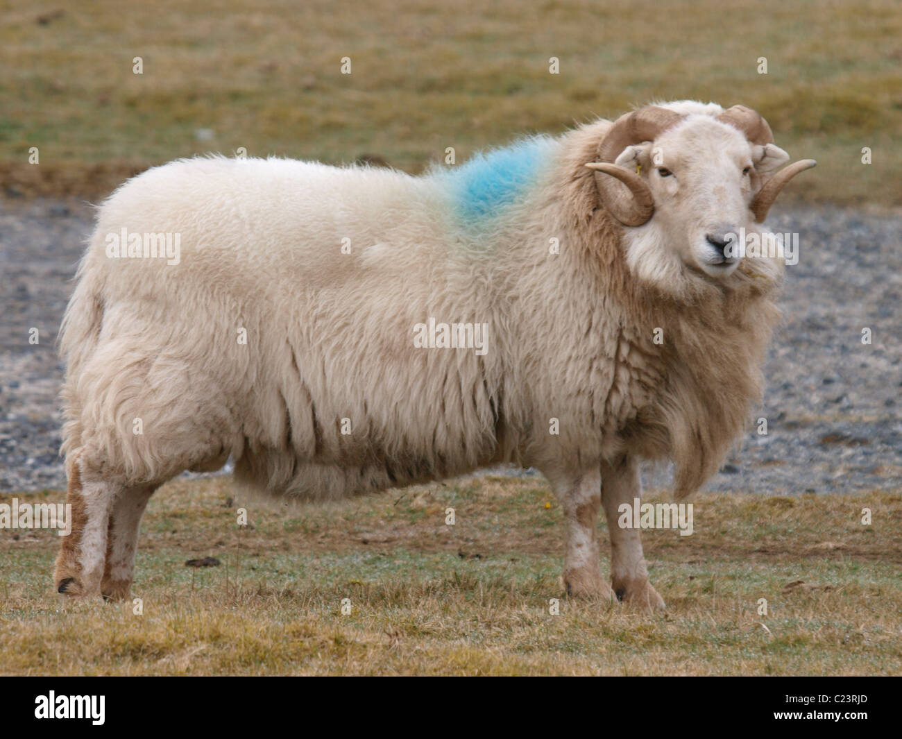 large horned sheep, Bodmin Moor, Cornwall, UK Stock Photo - Alamy