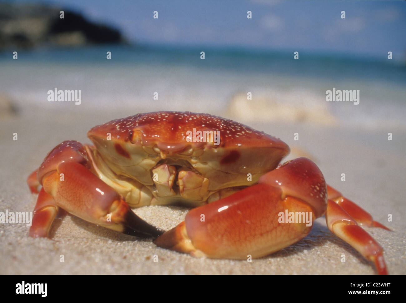 Honduras beaches hi-res stock photography and images - Alamy