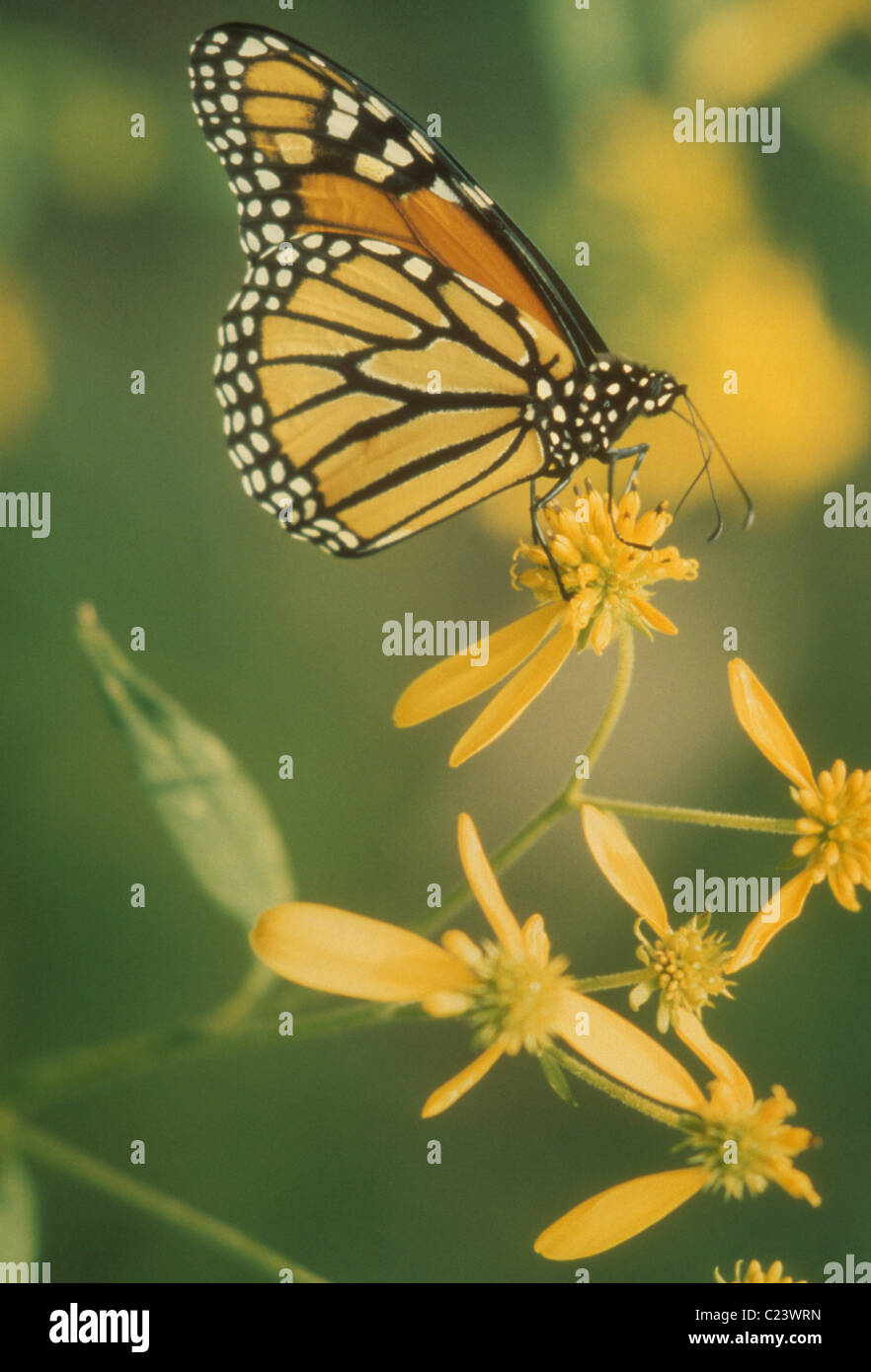 Monarch butterfly. (Danaus plexippus Stock Photo - Alamy