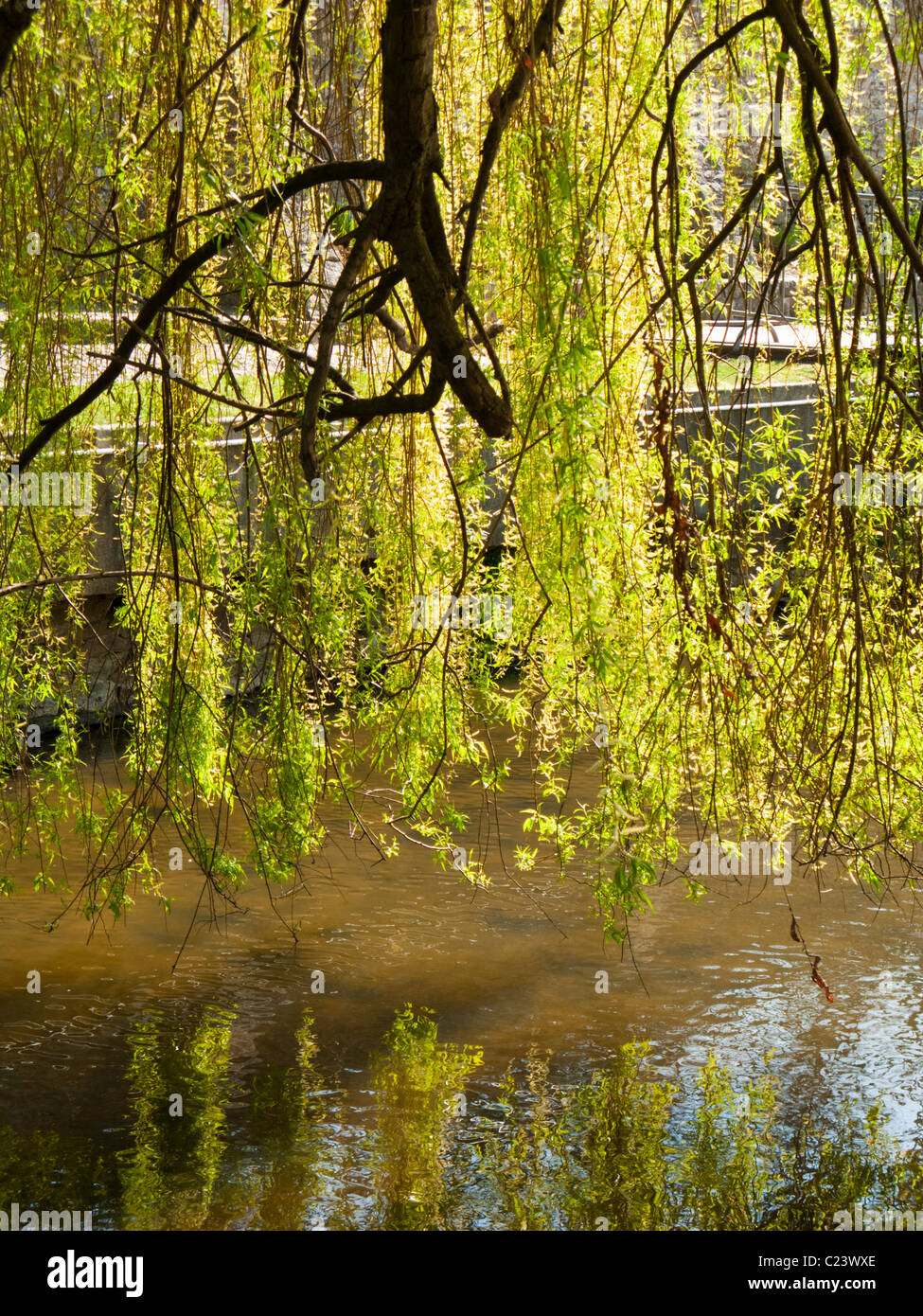Weeping willow tree hi-res stock photography and images - Alamy