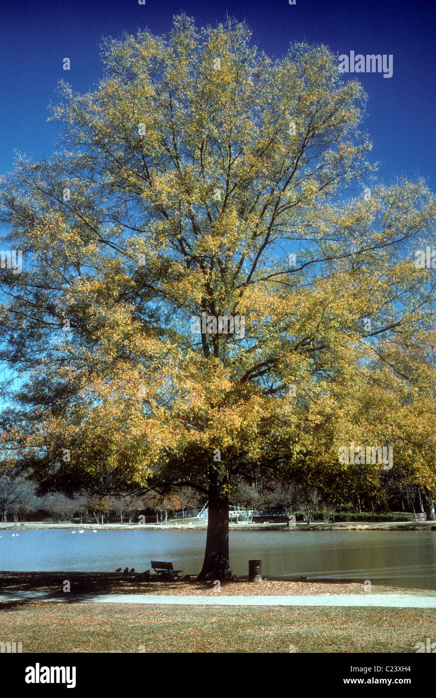 Tree in Fall. Charlotte, NC Stock Photo - Alamy