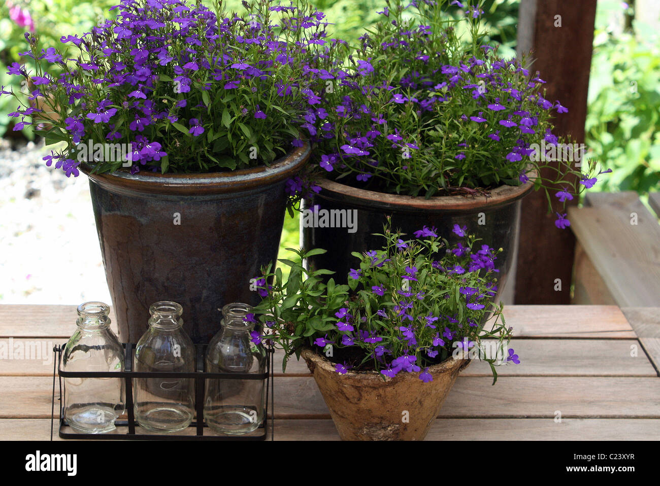 Garden lobelia hi-res stock photography and images - Alamy