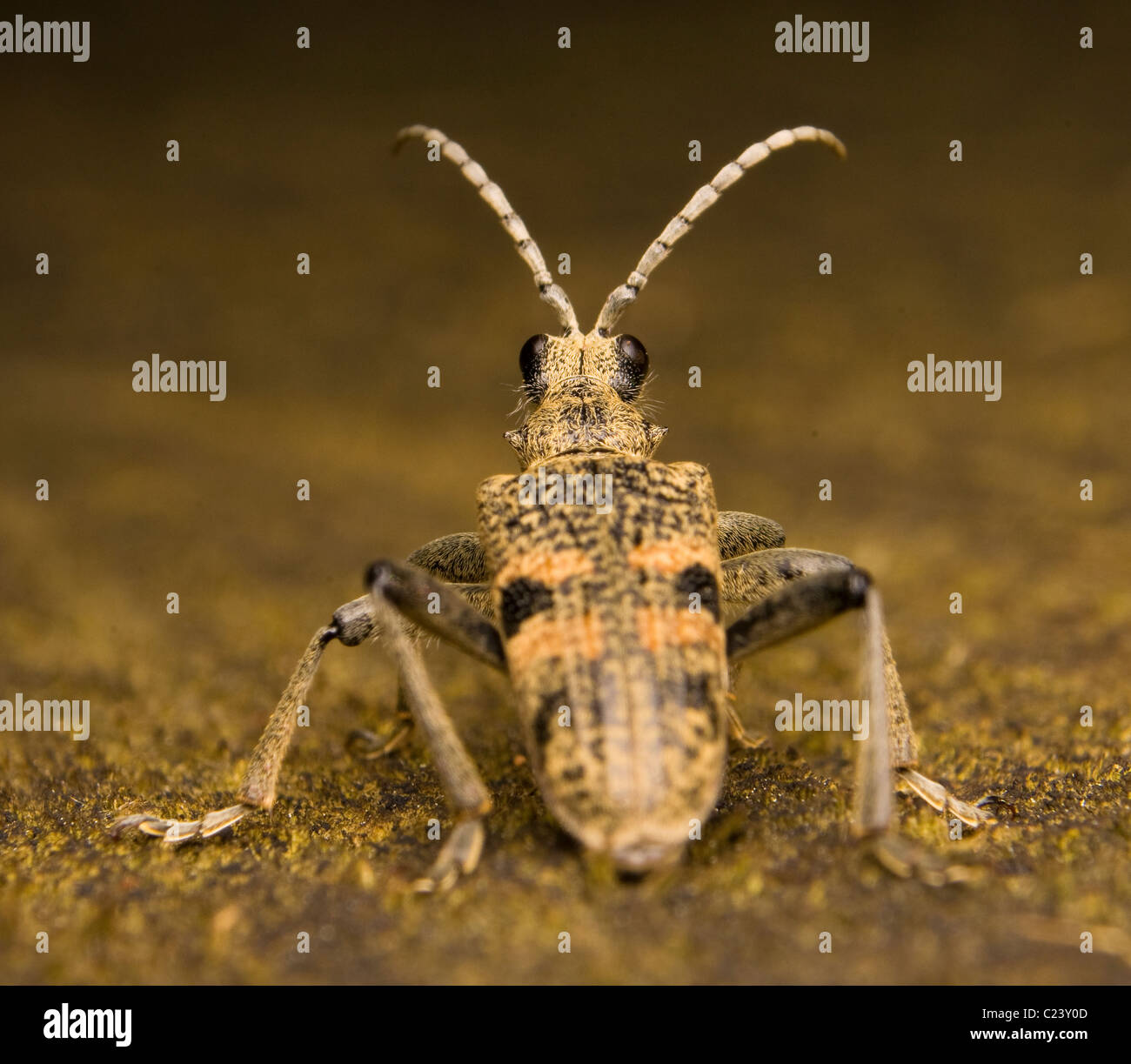 Mordax hi-res stock photography and images - Alamy