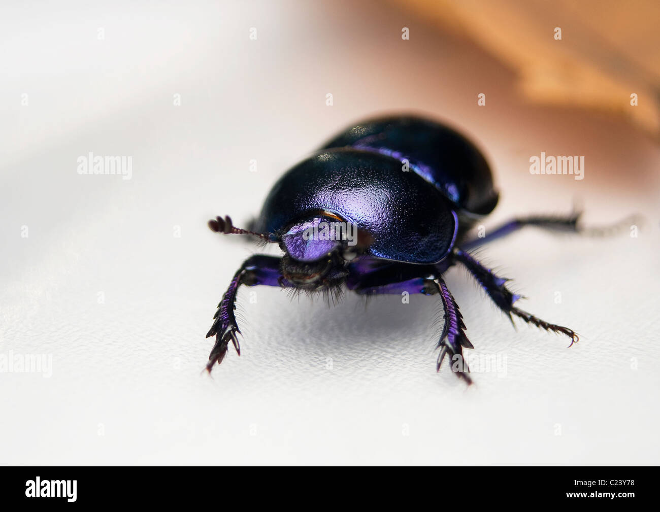 Geotrupes stercorarius beetle Stock Photo - Alamy