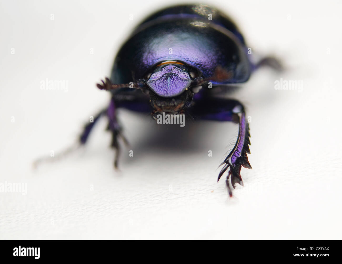 Geotrupes stercorarius beetle Stock Photo - Alamy