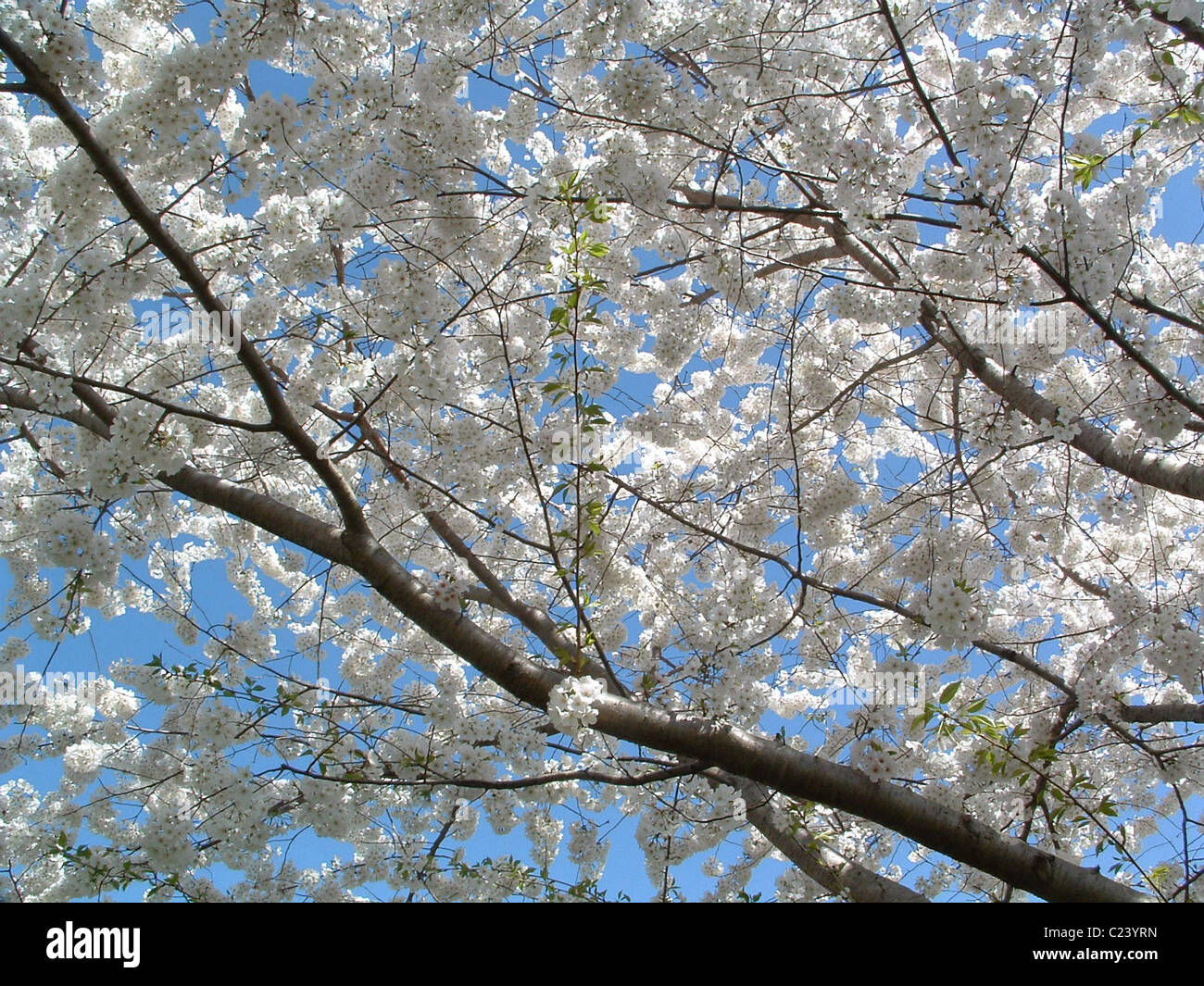 Canopy of blossoms hi-res stock photography and images - Alamy
