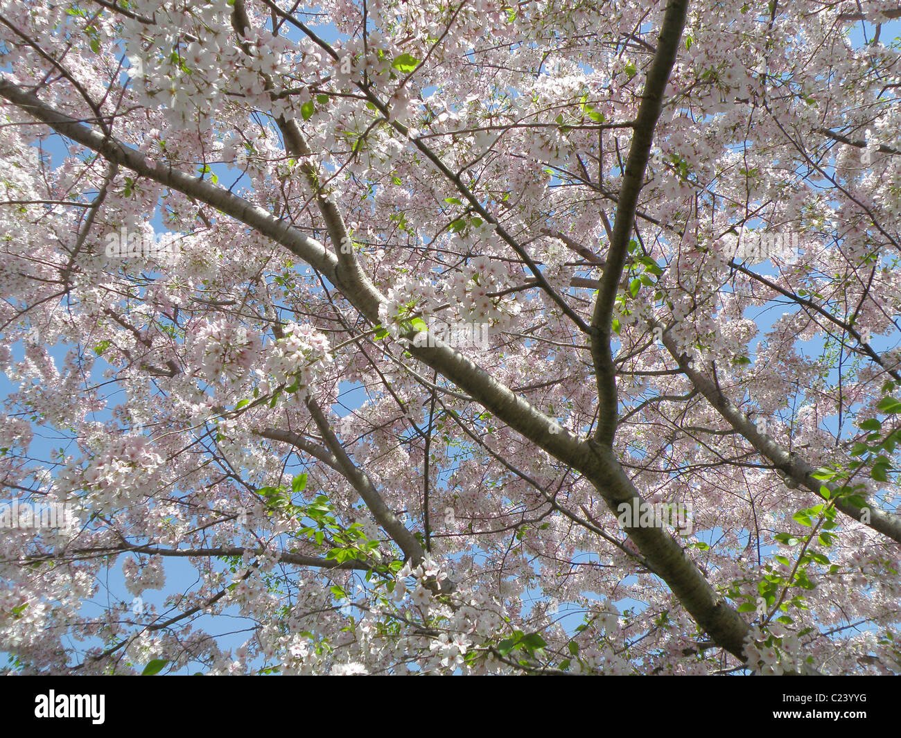 Yoshino cherry tree hi-res stock photography and images - Alamy