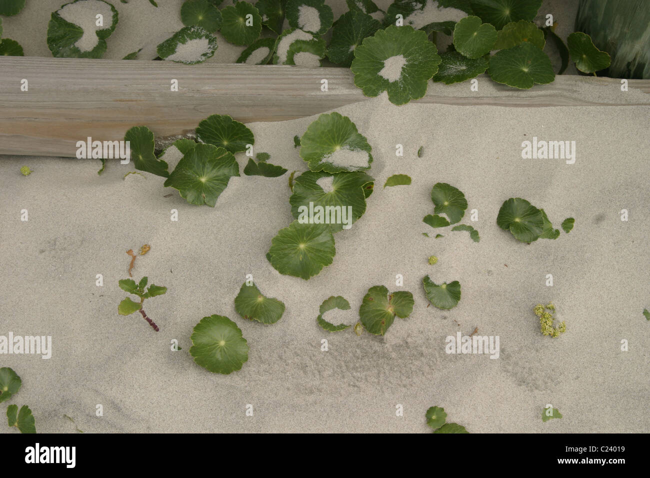 Green plant growing through beach sand Stock Photo - Alamy