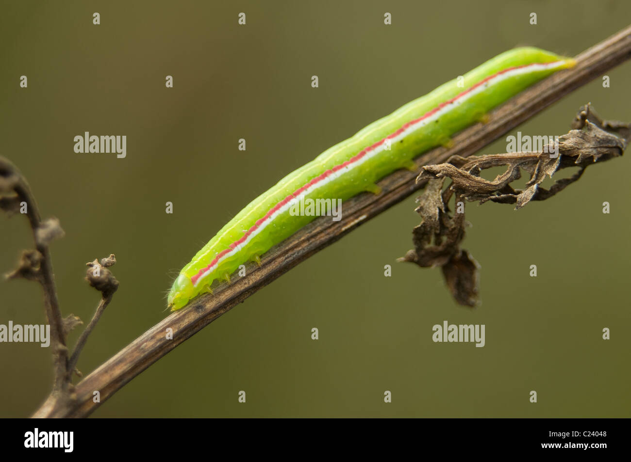 Caterpillar transformation hi-res stock photography and images - Alamy