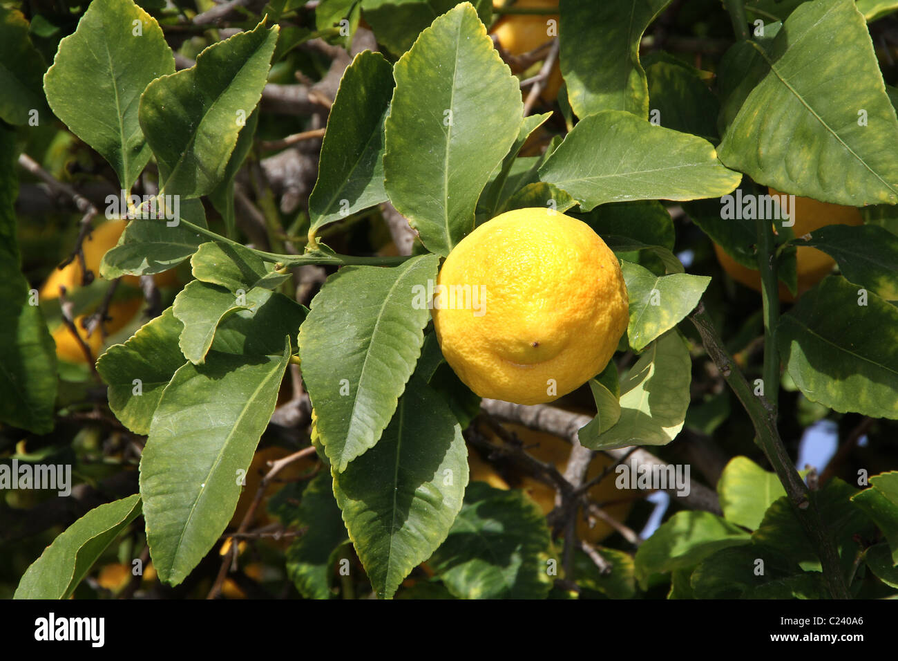 Lemon on tree Stock Photo - Alamy