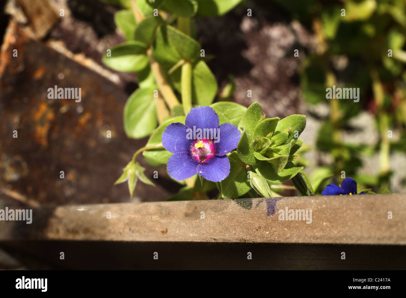 Scarlet pimpernel flower hi-res stock photography and images - Alamy