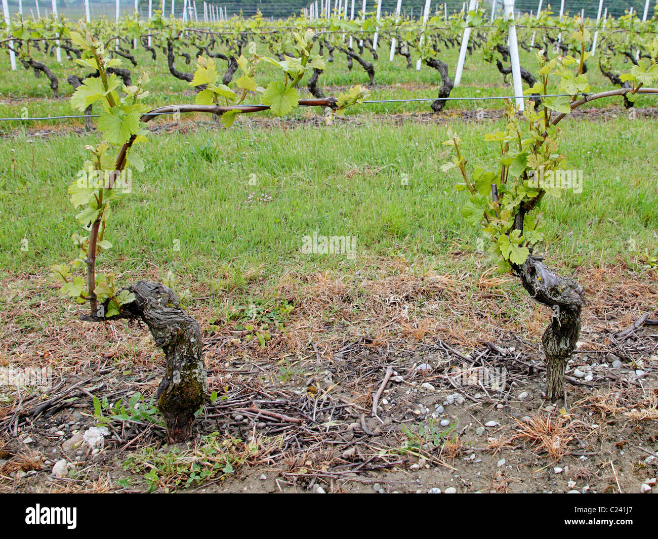 very old grapes planted on rows with one grape in focus Stock Photo - Alamy