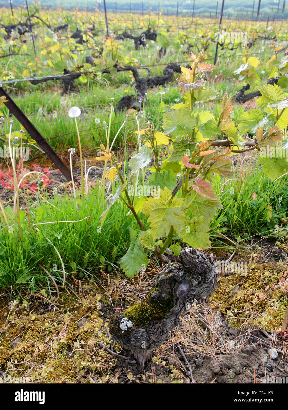 Old farmer and grapes hi-res stock photography and images - Alamy