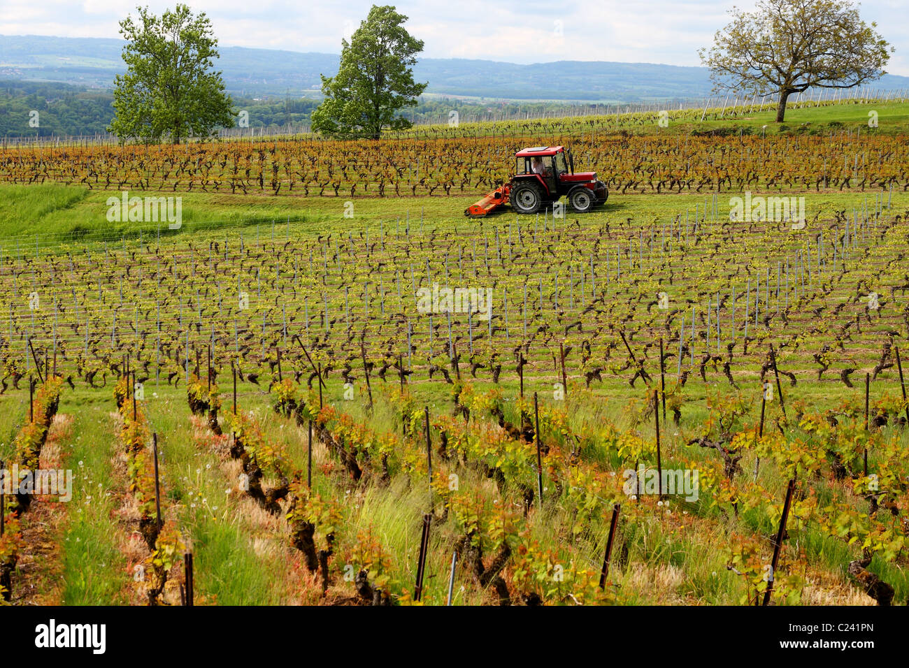 Planting a vineyard hi-res stock photography and images - Alamy