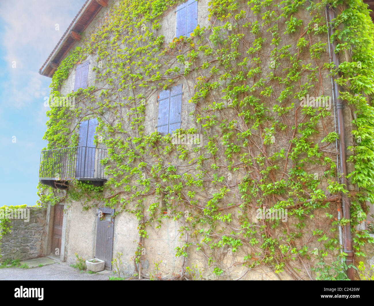 house wall overgrown by lush green vines Stock Photo - Alamy