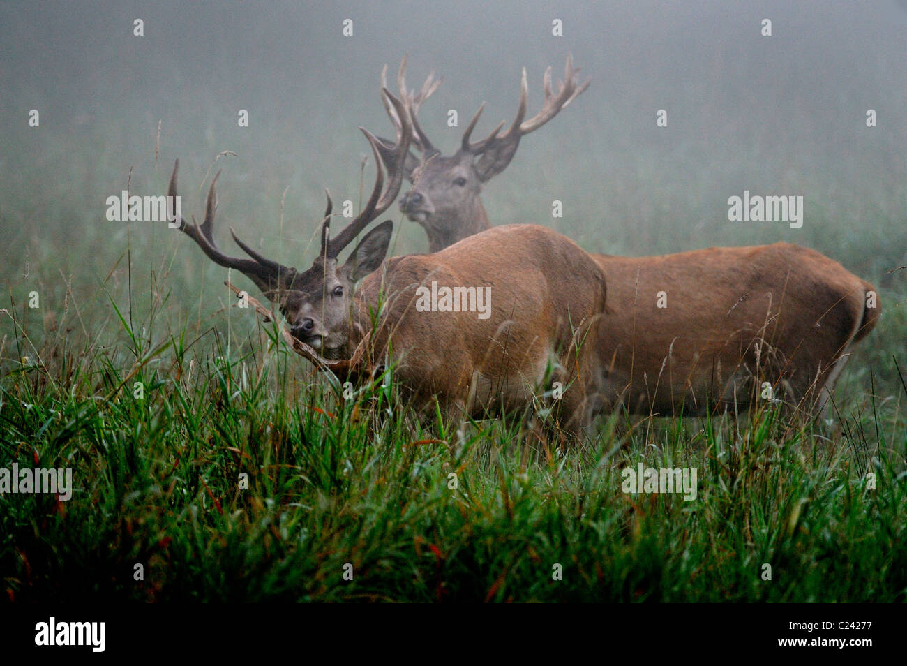 Mating danmark hi-res stock photography and images - Alamy