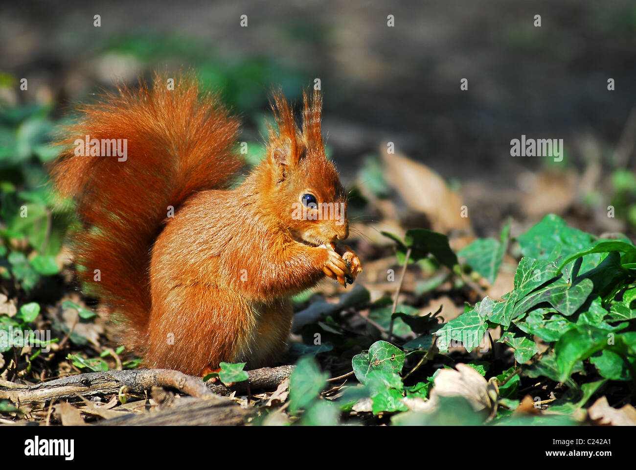 Front of squirrel hi-res stock photography and images - Alamy