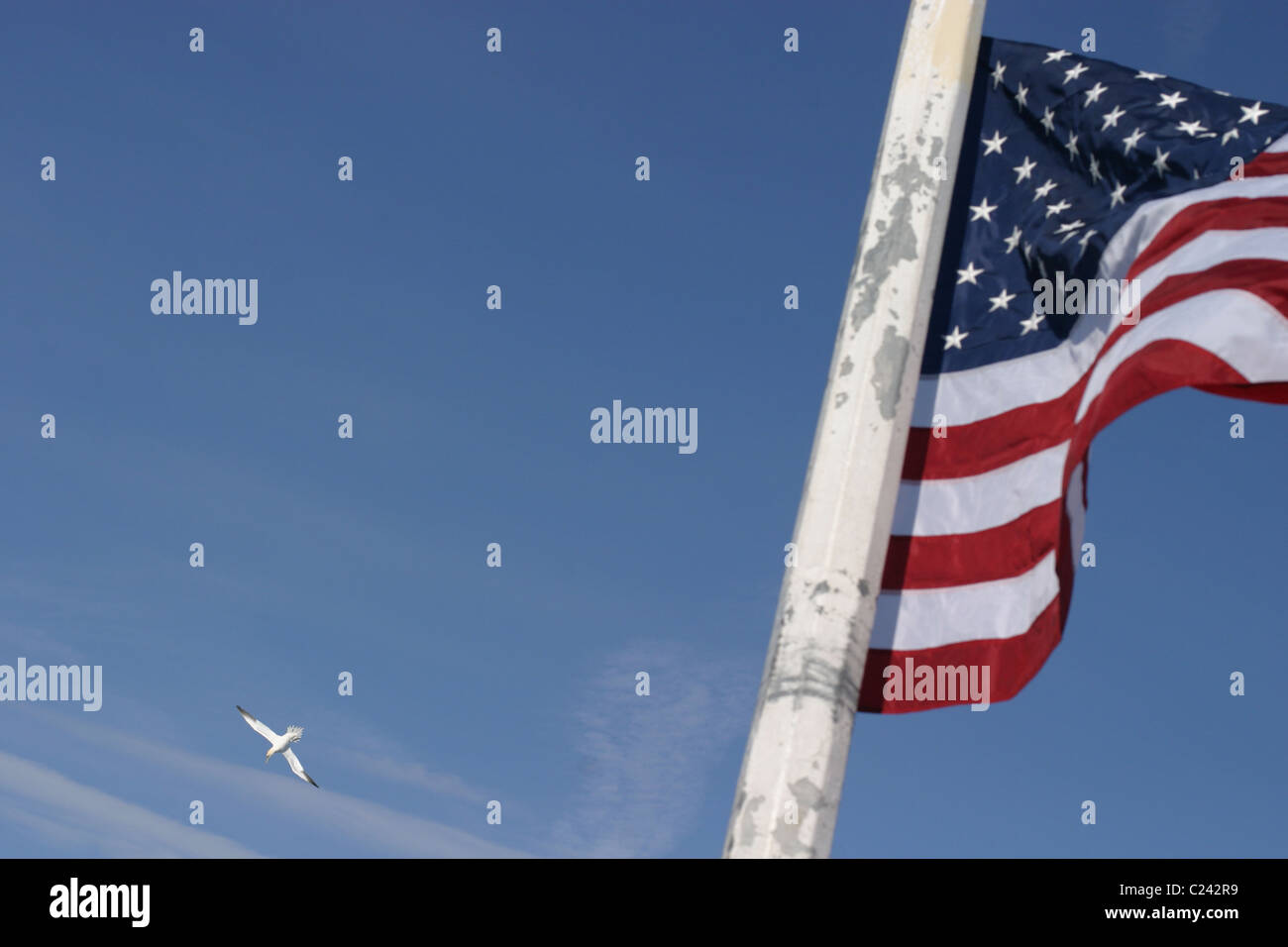 Seagull flag american hi-res stock photography and images - Alamy