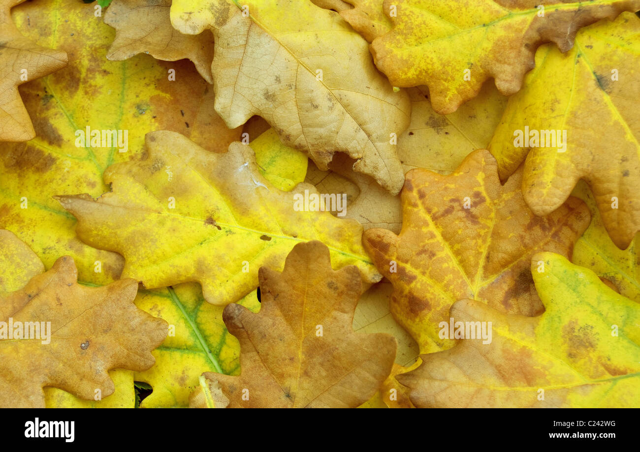 aging autumn leaves close up Stock Photo - Alamy