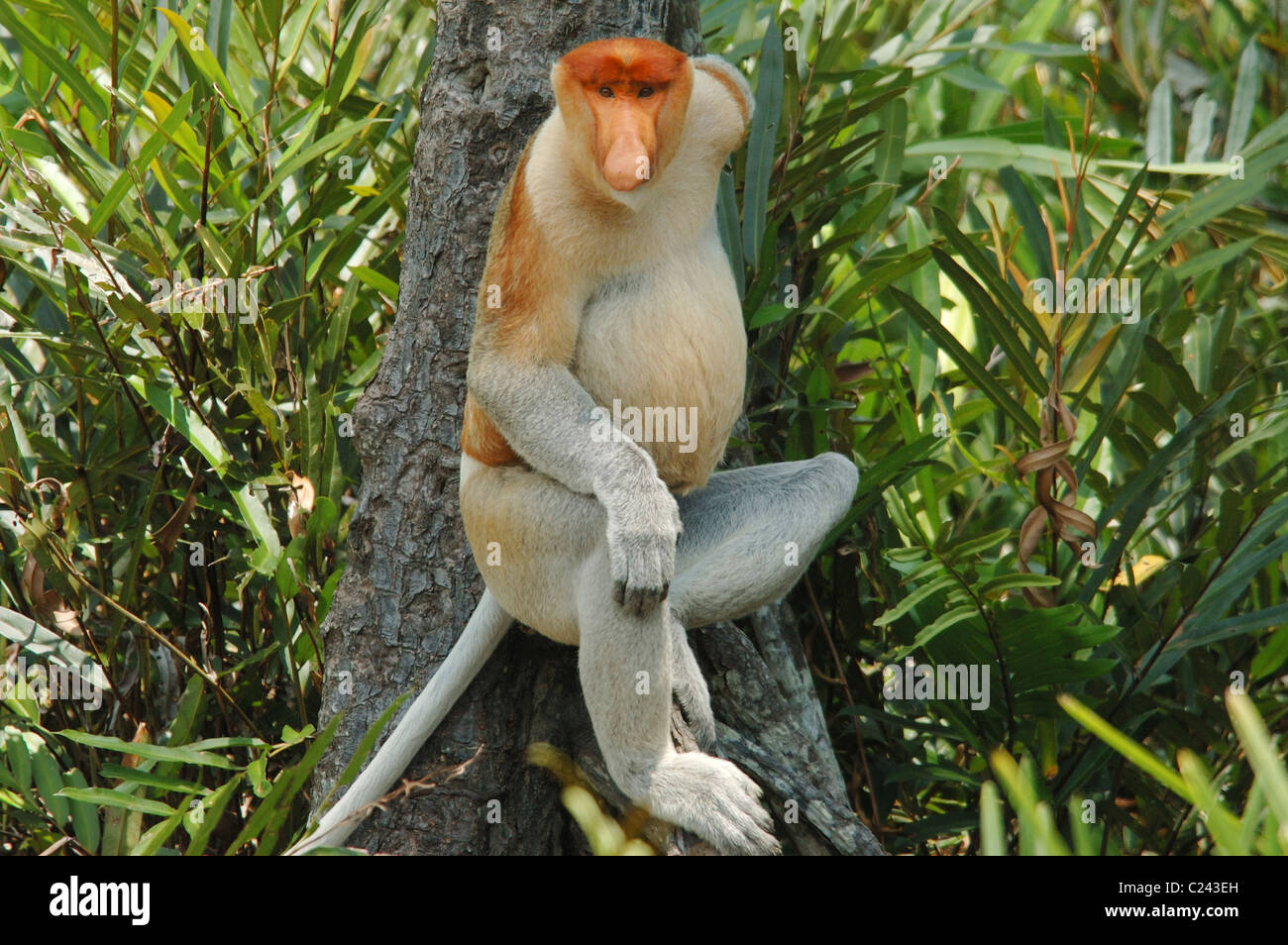 Malaysia malaysian asia asian wildlife nature wild mammal primate male ...