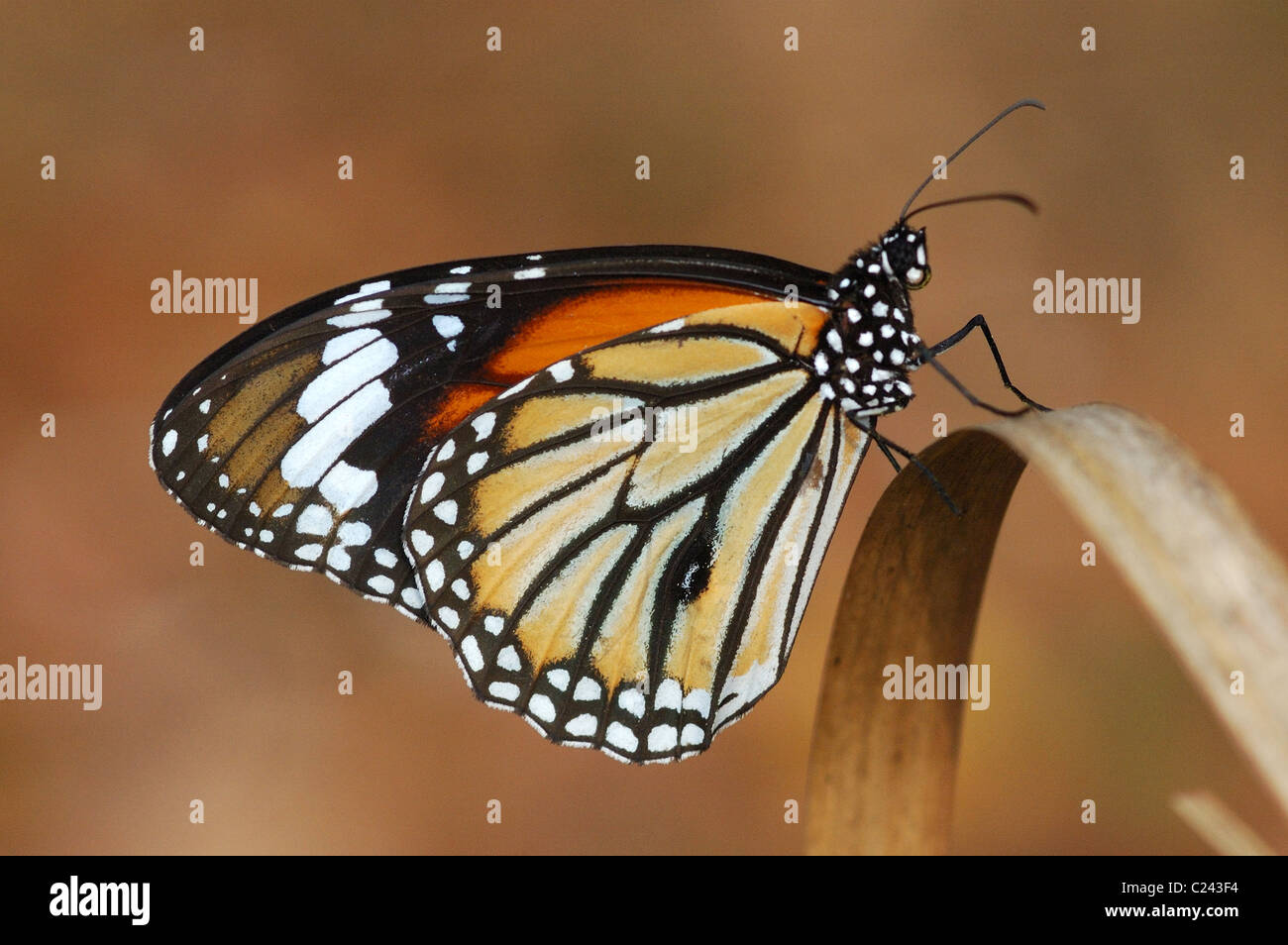 Common Tiger Butterfly resting on a grass blade in the monsoon forest ...