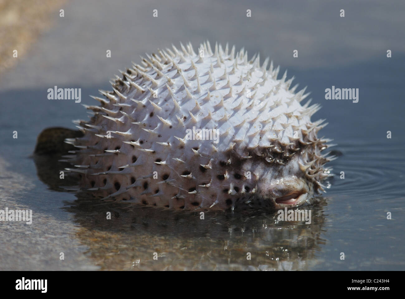 Fish Corpse High Resolution Stock Photography and Images - Alamy