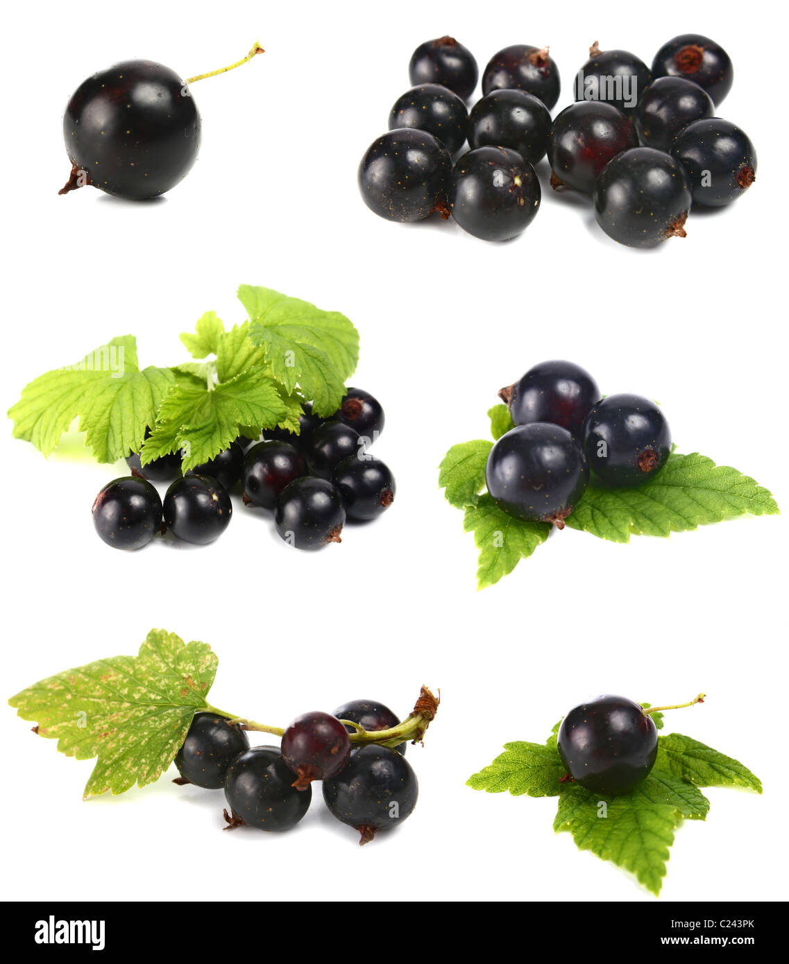 black currants isolated on white background Stock Photo - Alamy