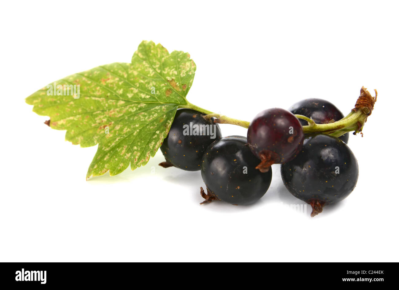 black currants isolated on white background Stock Photo - Alamy