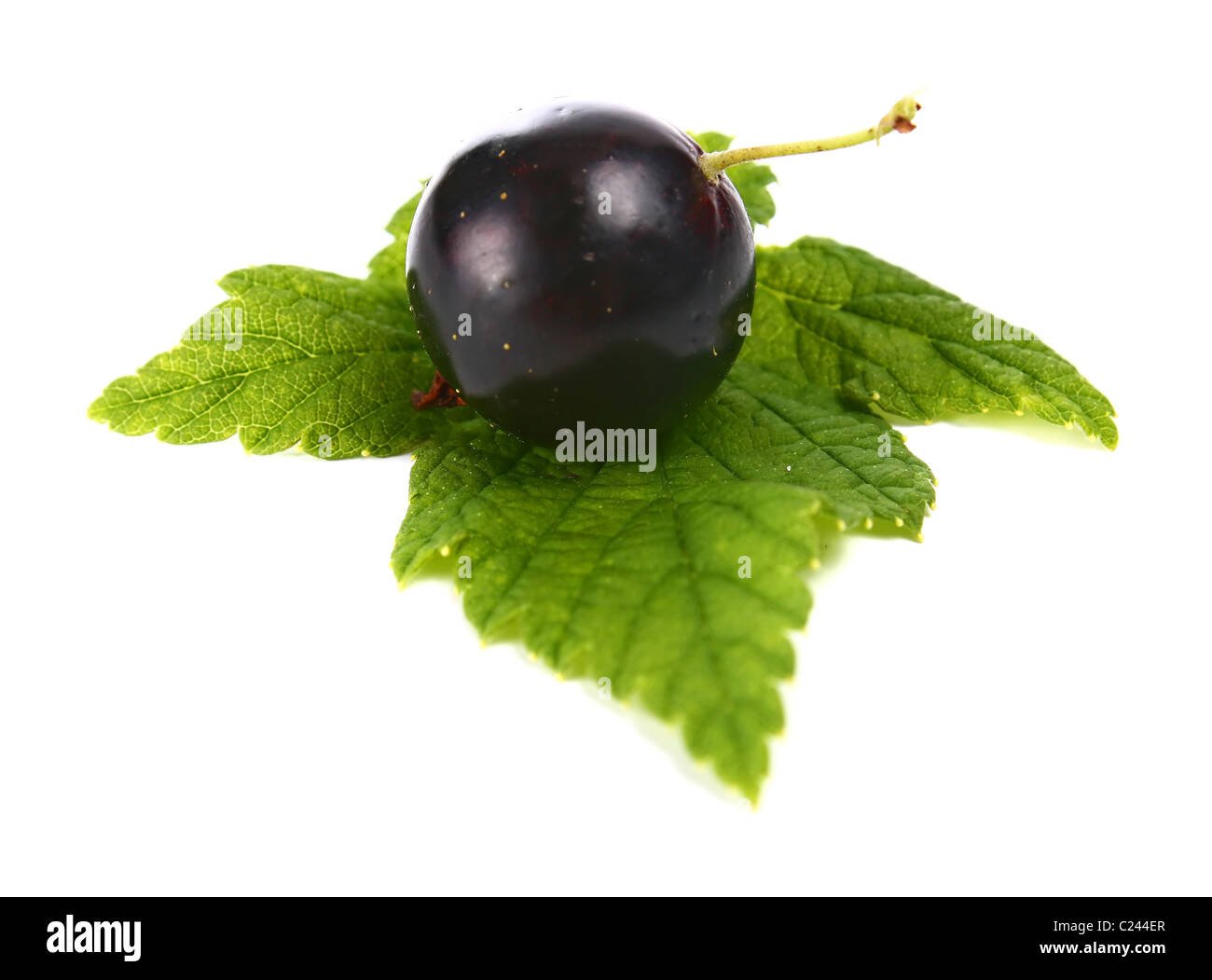 black currants isolated on white background Stock Photo - Alamy