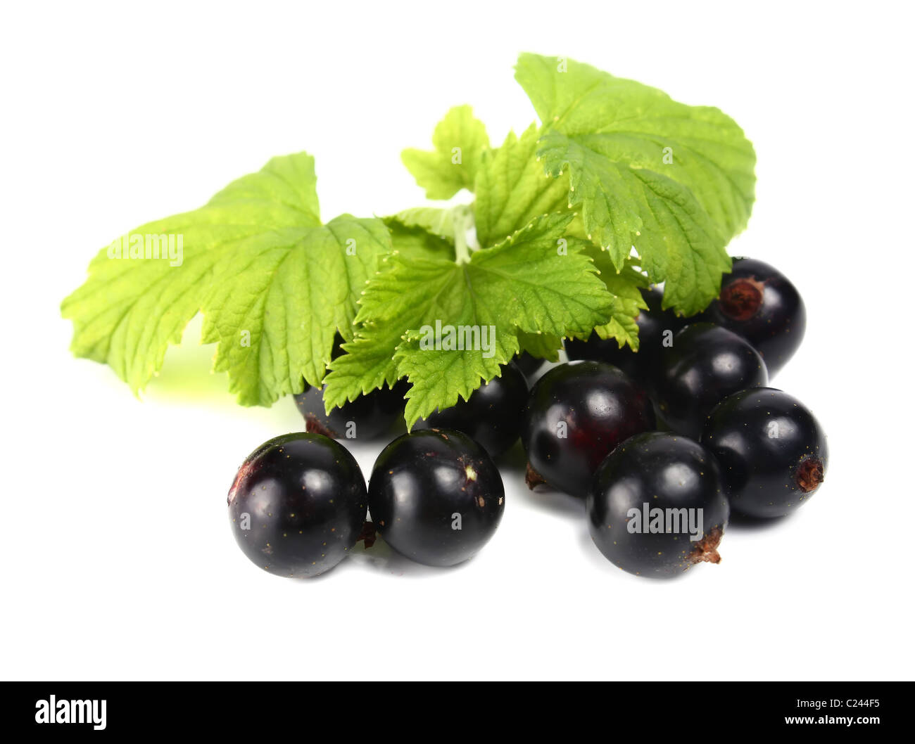 black currants isolated on white background Stock Photo - Alamy