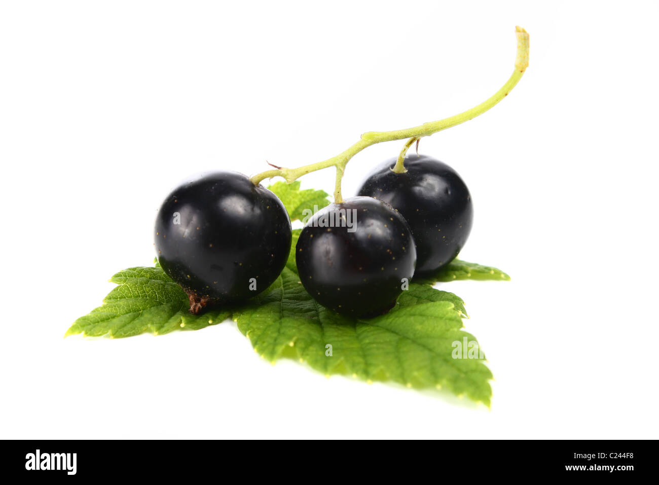black currants isolated on white background Stock Photo - Alamy