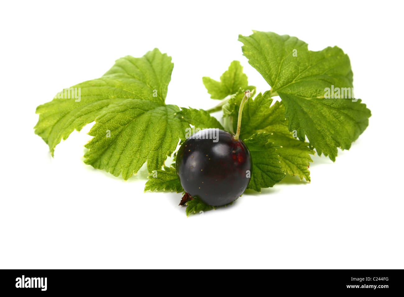 black currants isolated on white background Stock Photo - Alamy