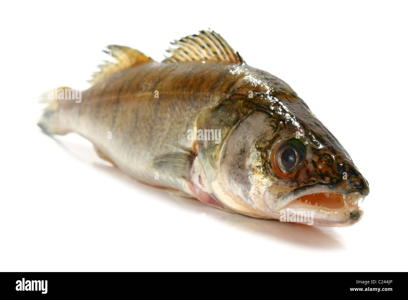 fresh raw fish isolated on white background Stock Photo - Alamy