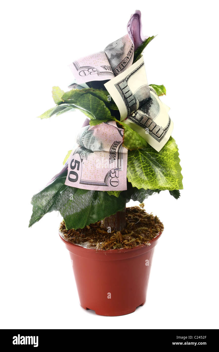money tree isolated on white background Stock Photo - Alamy