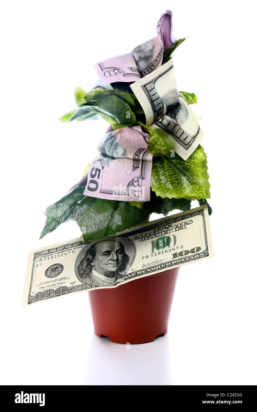 money tree isolated on white background Stock Photo - Alamy