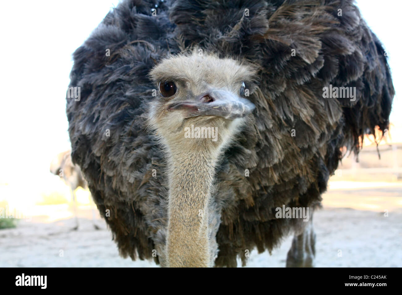 head and trunk of ostrich Stock Photo - Alamy