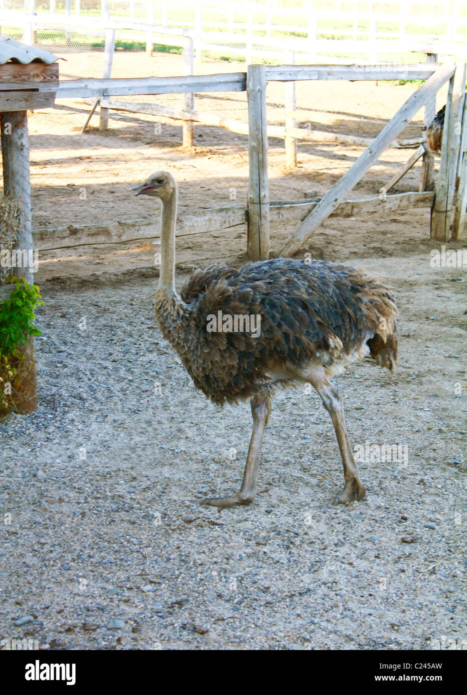 ostrich on a farm Stock Photo - Alamy