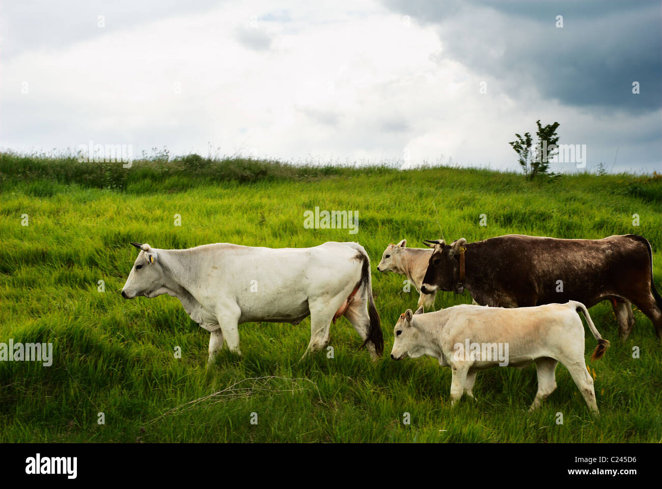 Cow migration trough green fields Stock Photo - Alamy