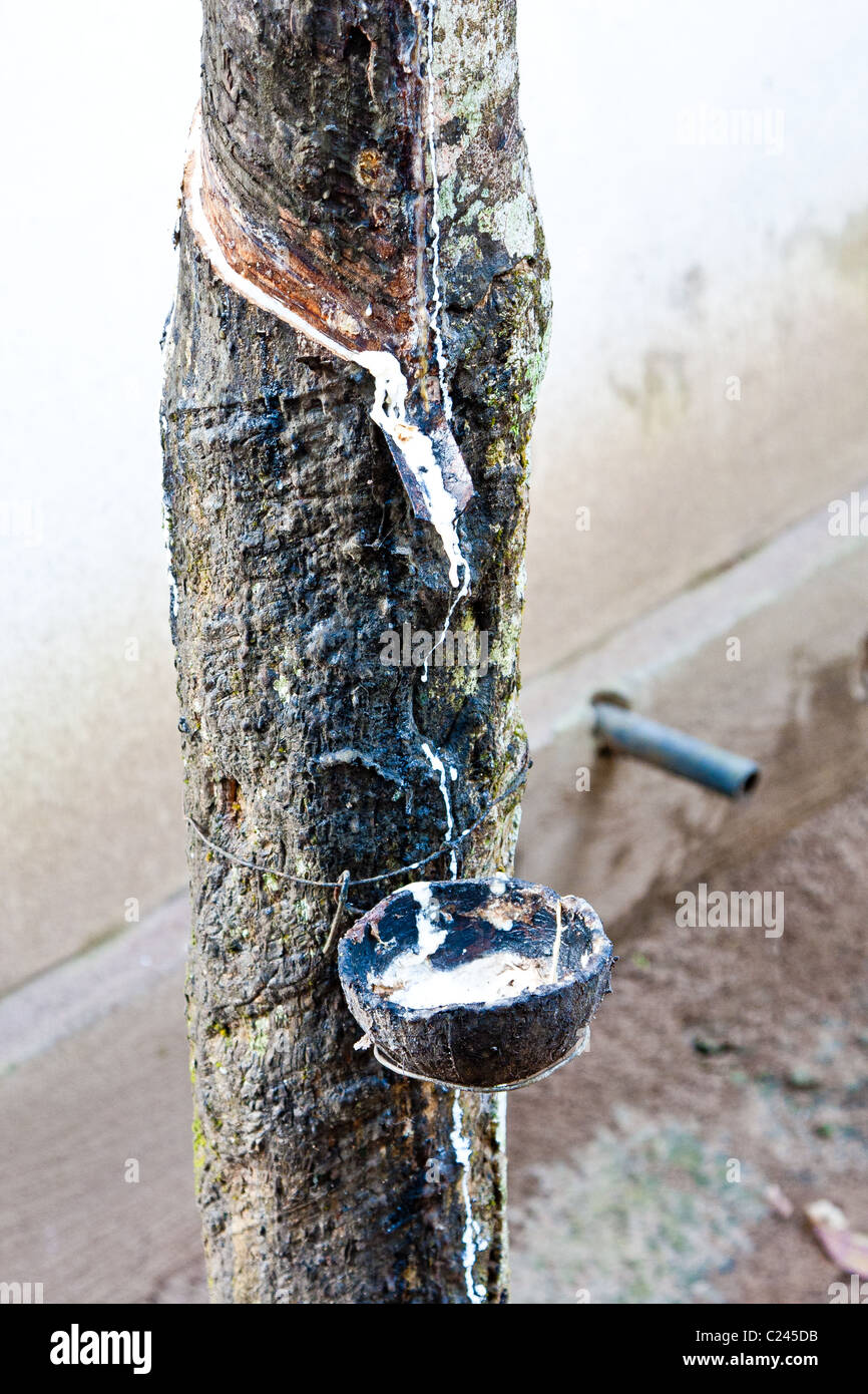 Rubber tree, Spice Plantation, Periyar, Kerala Stock Photo - Alamy