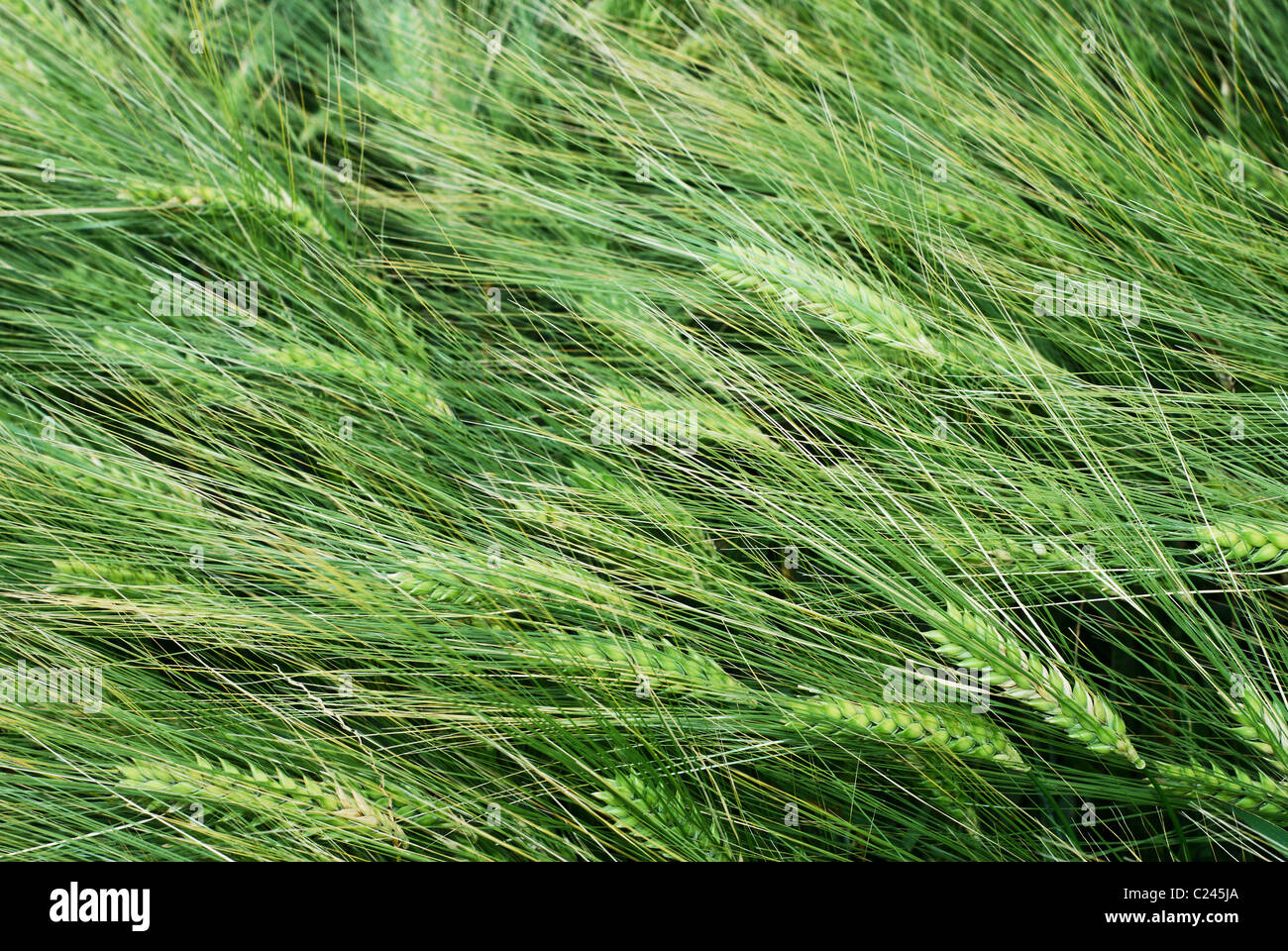 Green wheat texture Stock Photo - Alamy