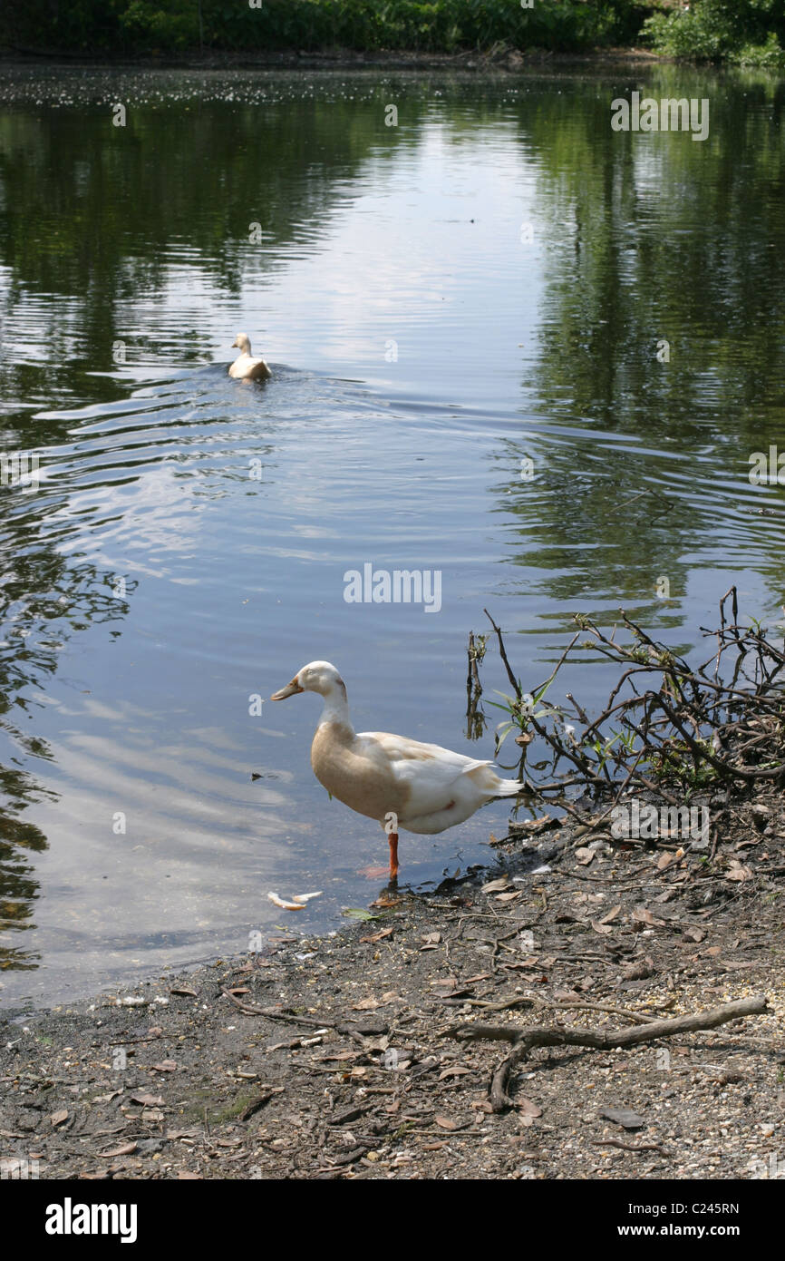 Duck sleeping and balancing on one leg at the park Stock Photo - Alamy