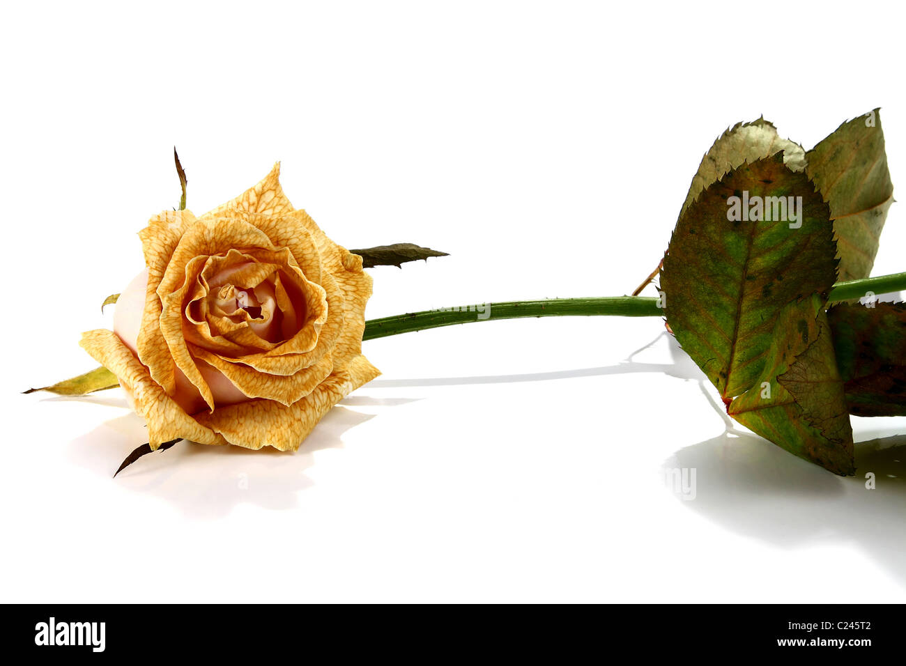 withering rose isolated on white background Stock Photo - Alamy