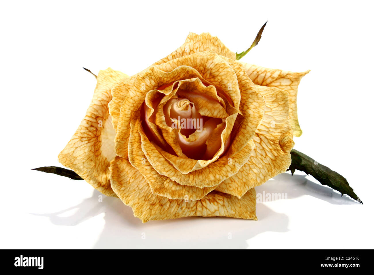 withering rose isolated on white background Stock Photo - Alamy