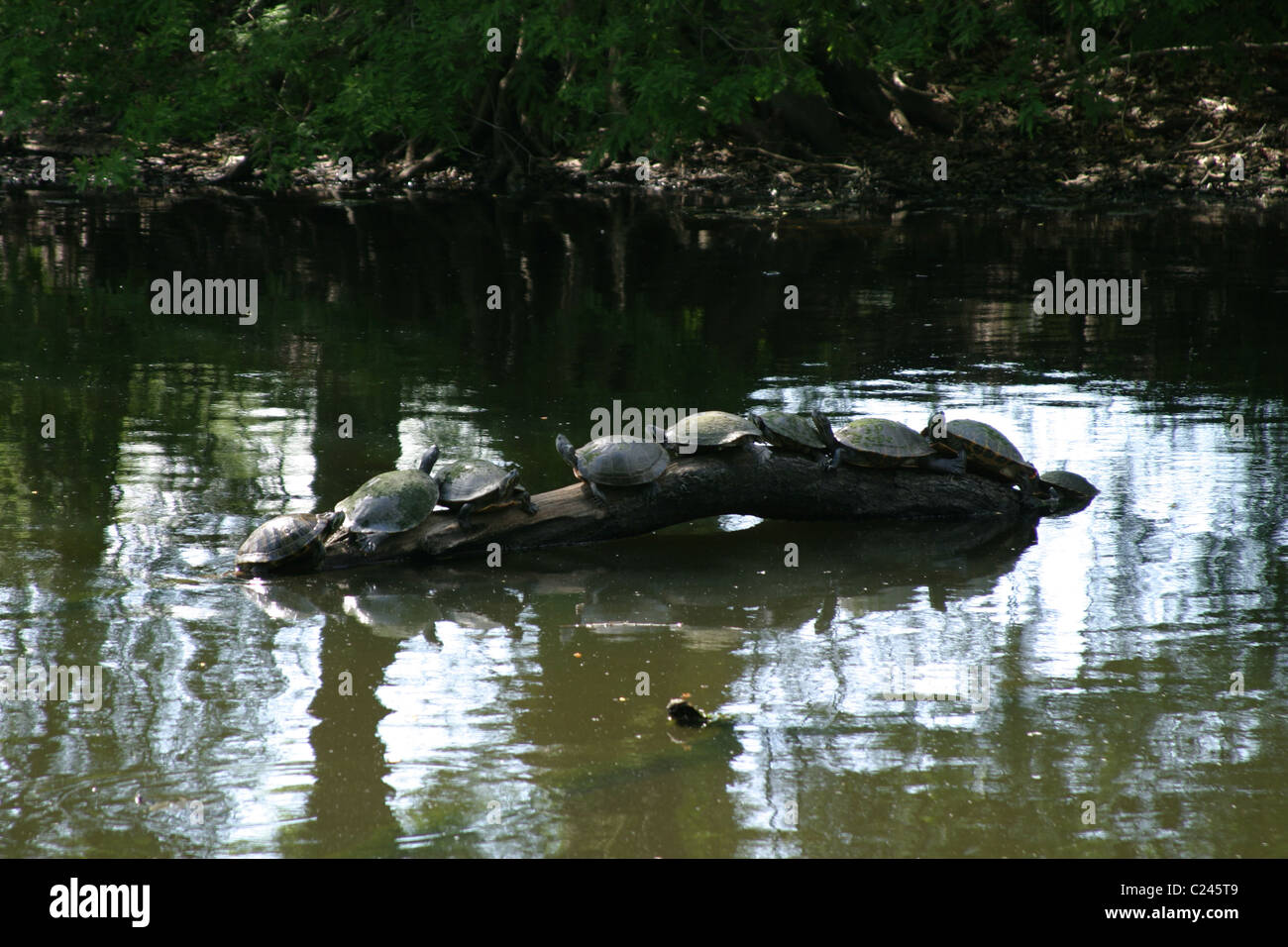 Nine turtles on a branch in the water Stock Photo - Alamy