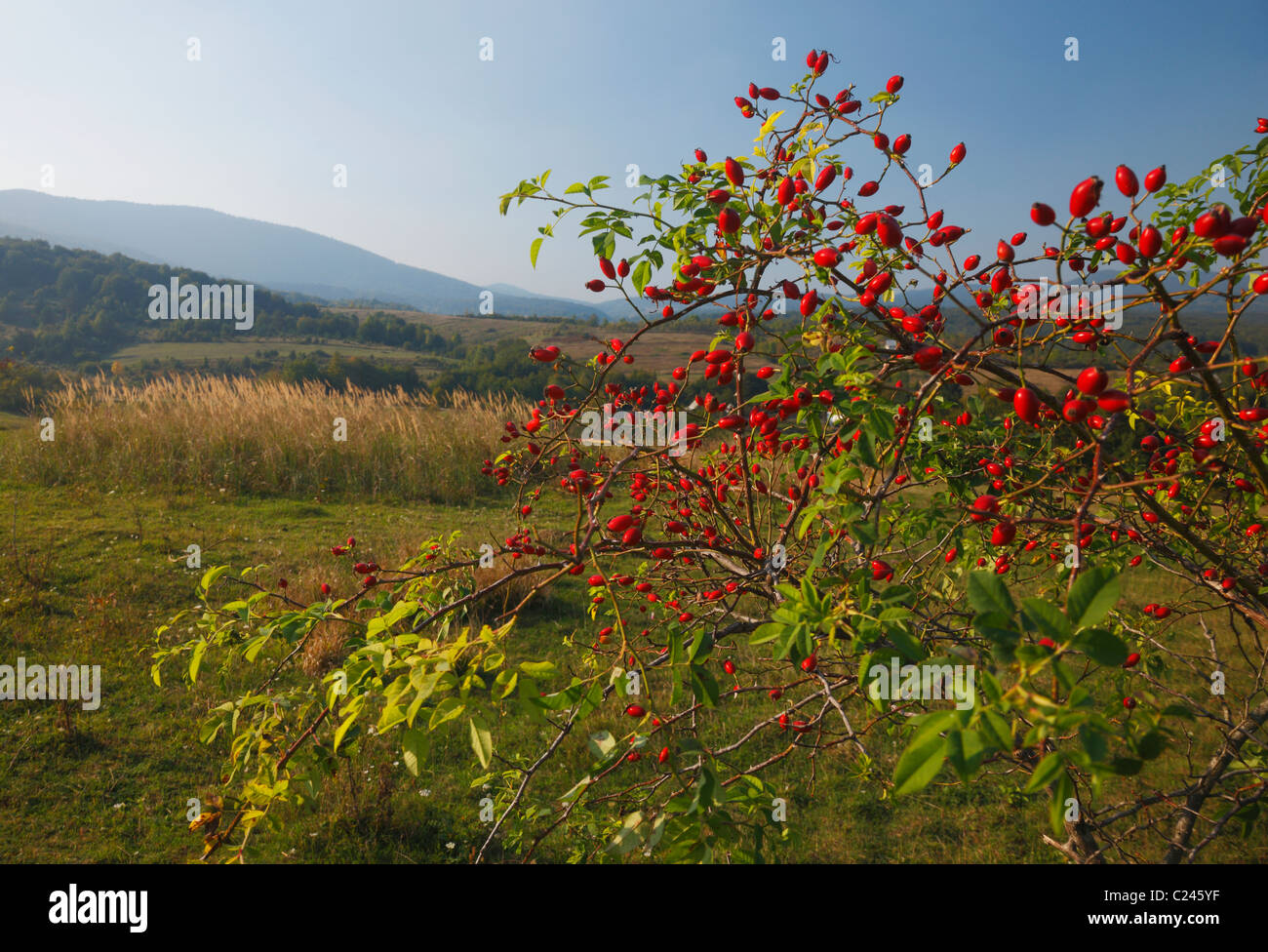 Sweet brier hi-res stock photography and images - Alamy