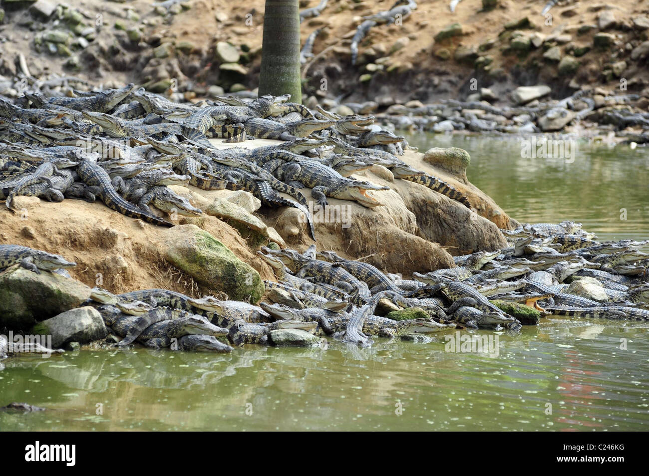 Crocs Break For Freedom These crazy crocs made a daring dash for ...