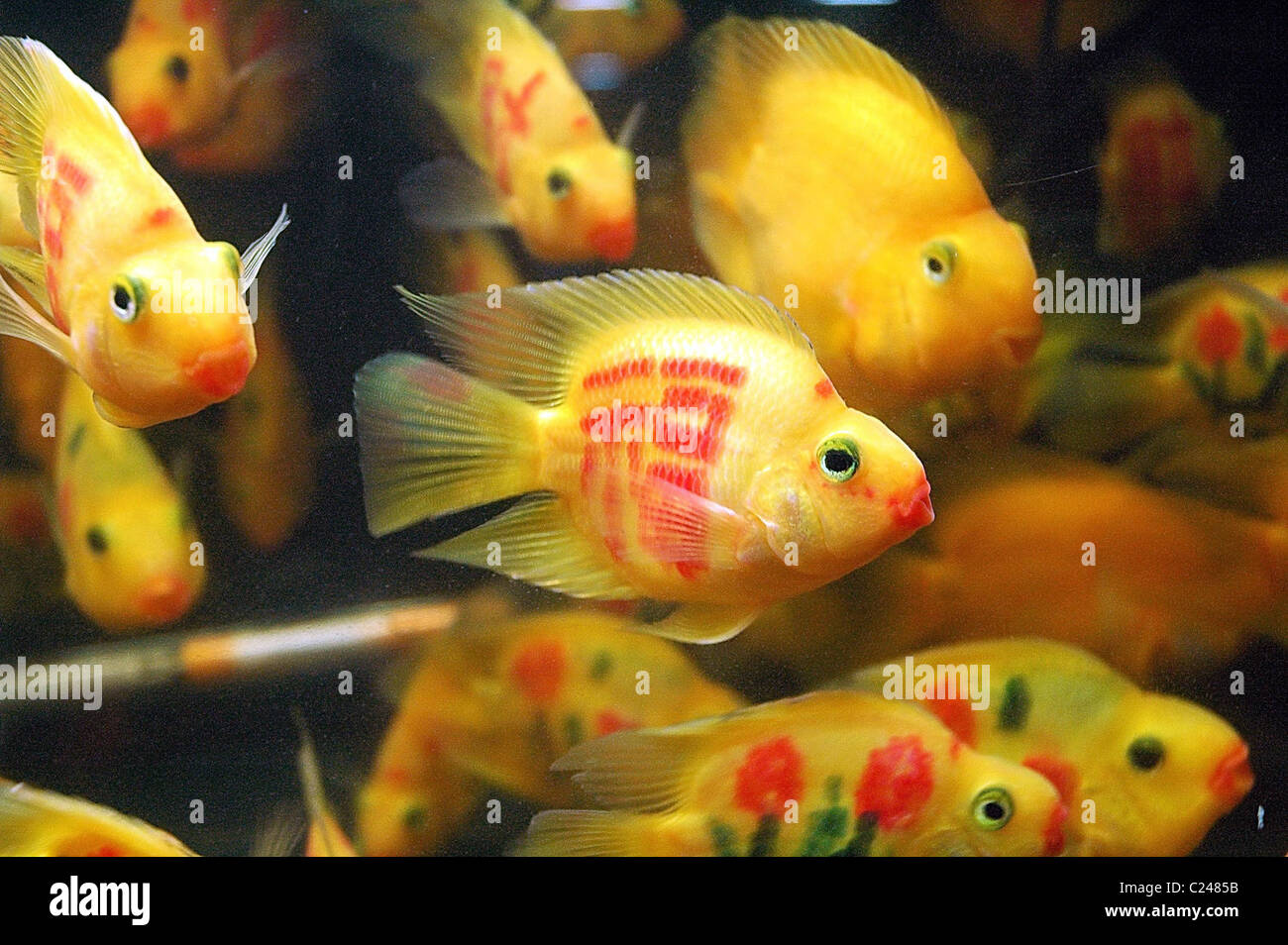 Tattoos are not just for humans.... These Chinese parrotfish have been ...