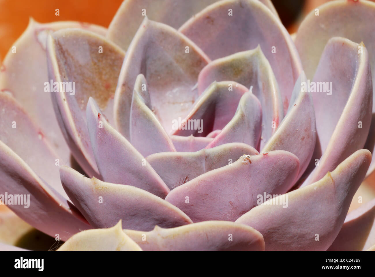 Detail of a pink Echeveria succulent plant Stock Photo - Alamy