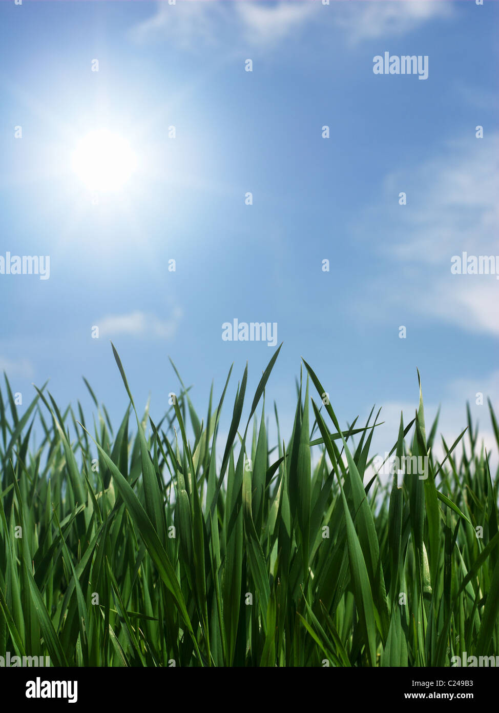 Wheat leaves hi-res stock photography and images - Alamy